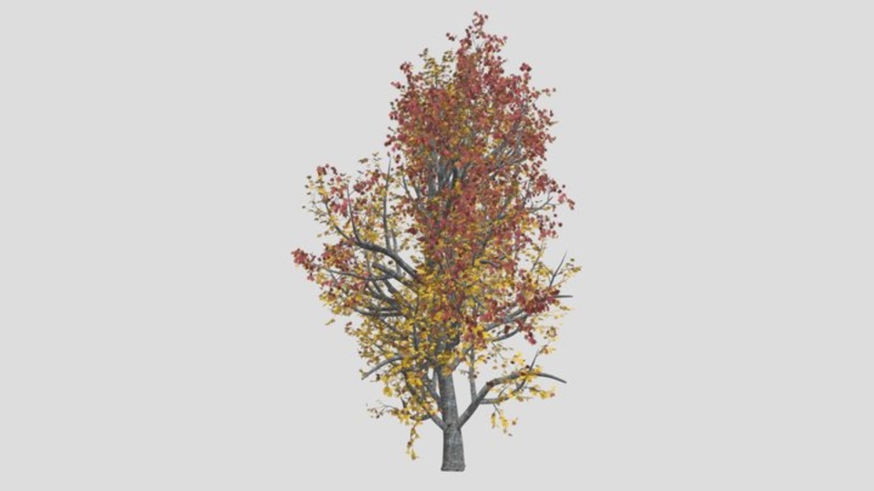 Mountain Maple Tree in the Fall #10