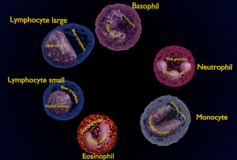 WBC leucocytes cells blood labelled