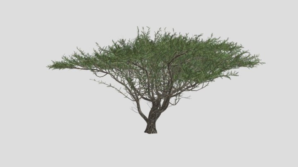 Umbrella Thorn Tree #01