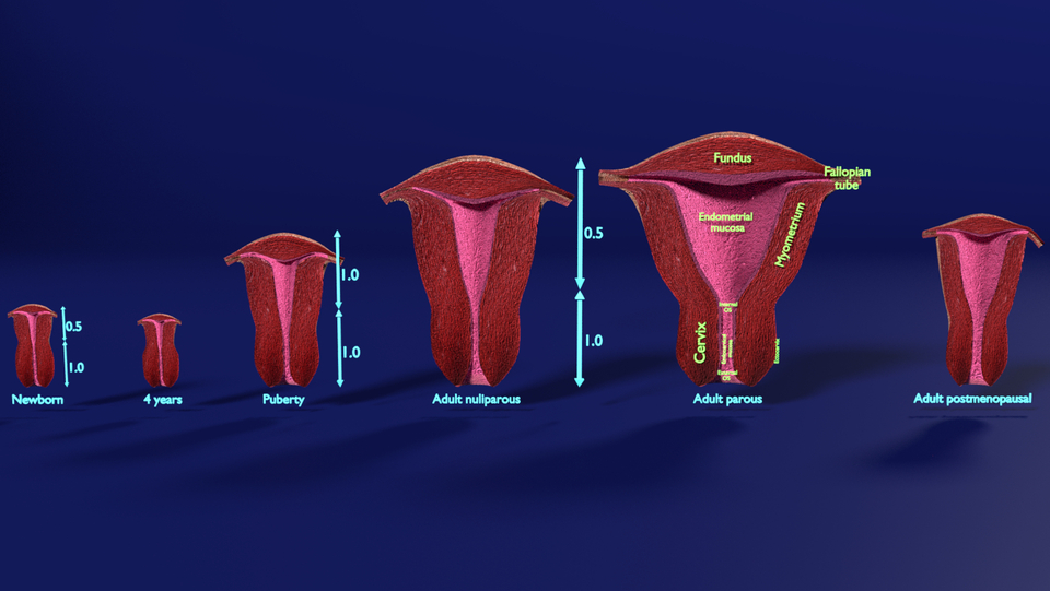 uterus cervix with age