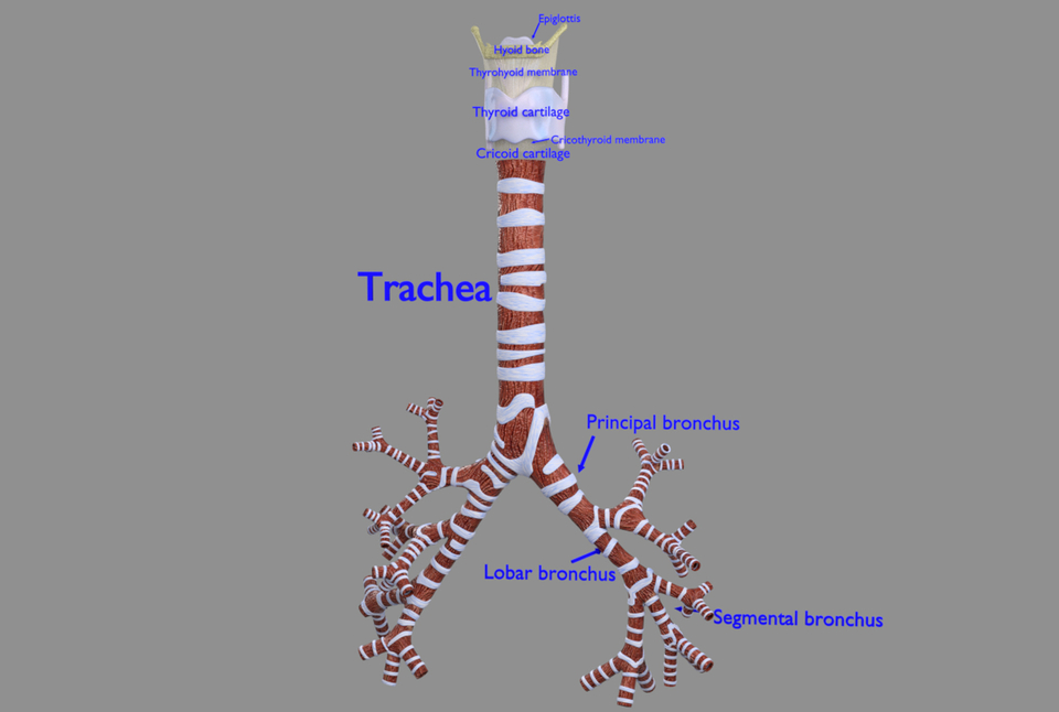 Larynx and tracheal labelled