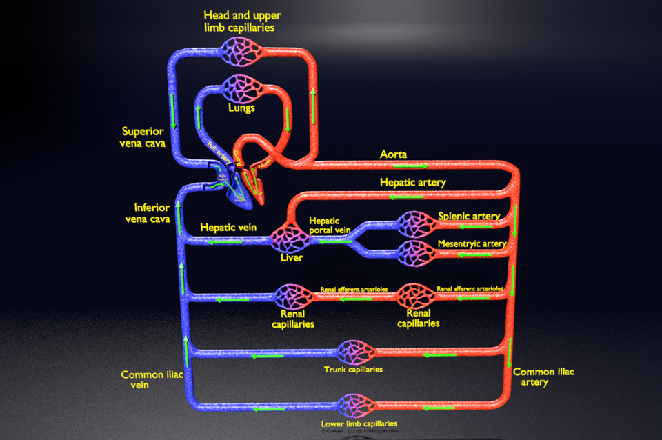 blood circulation in human body