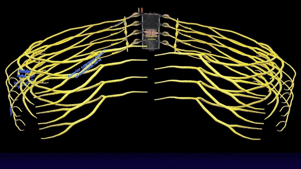 Spinal cord symphathetic intercostal nerve