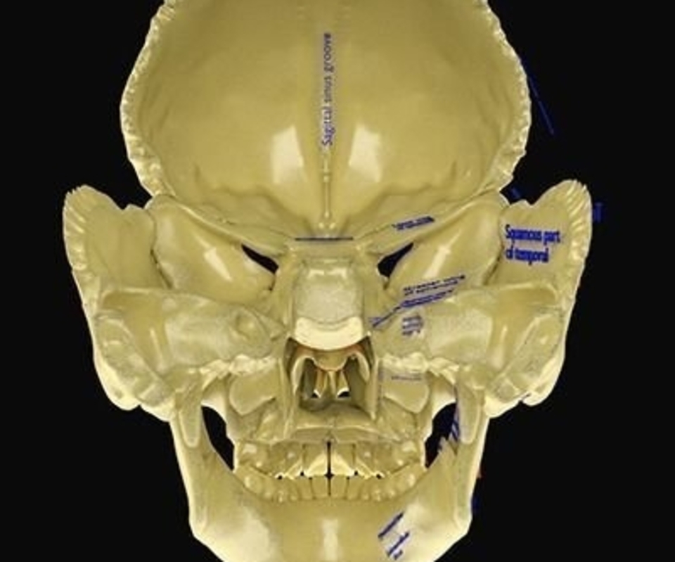 Skull labelled anatomy text detailed