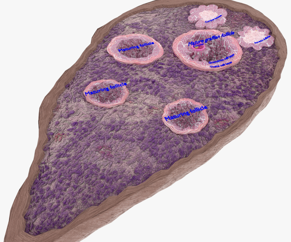 Ovary cross section 3D Low-poly