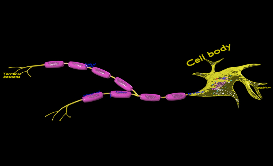 Neuron axon parts labelled detail
