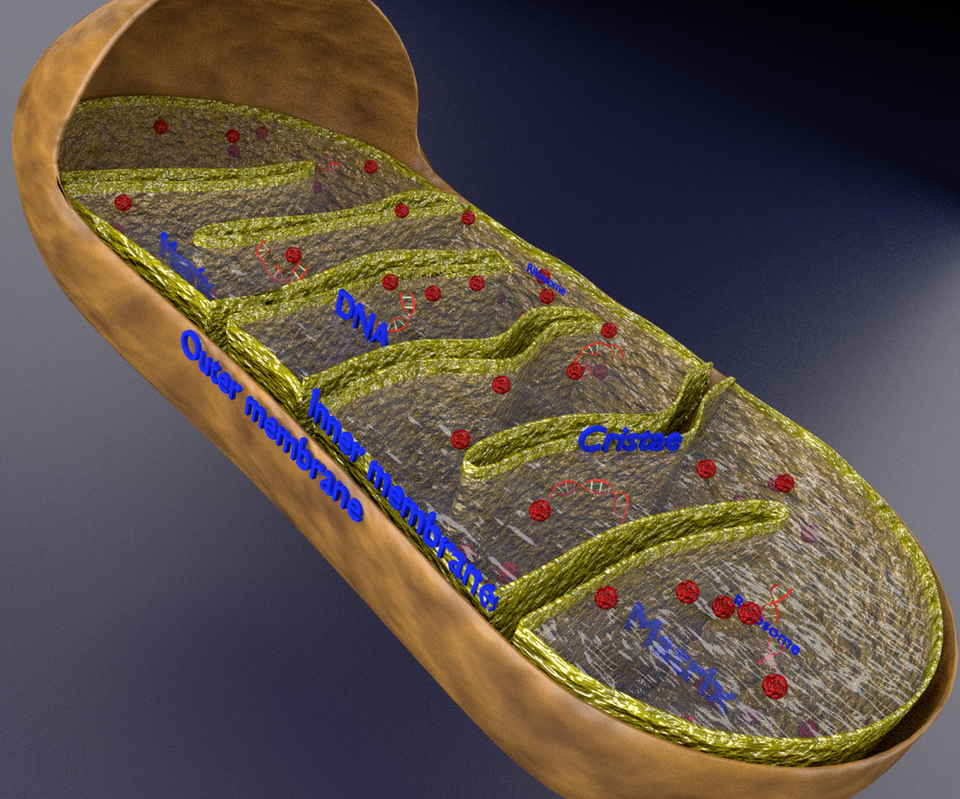 Mitochondria Microscopy detailed labelled