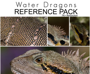 Snakes & Lizards -Photo Reference Package For Artists-523 JPEGs noAI