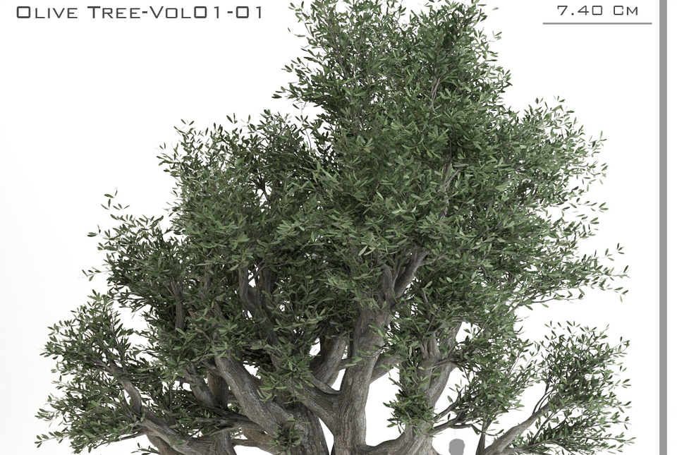 Olive Tree-A.Rstudio-Vol 01