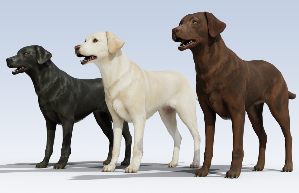 Labrador Retriever pack Rigged