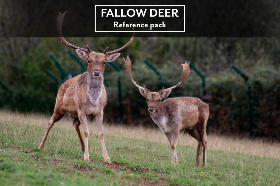 Reference pack: Fallow deer