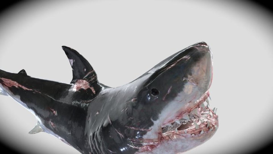 Shark Animated Fish Total pro