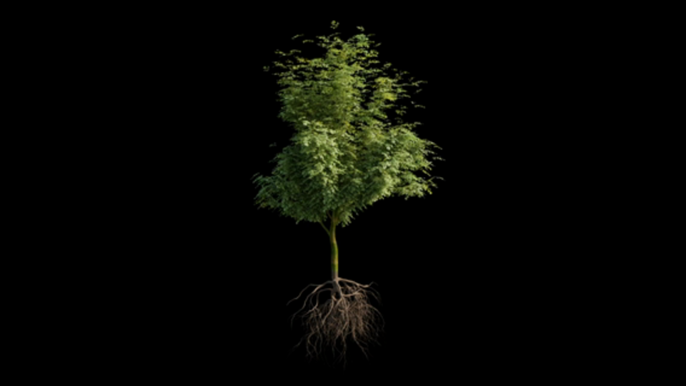 Tree with roots and leaves 3D model