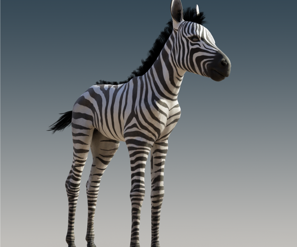 Baby Zebra (Foals) Rigged