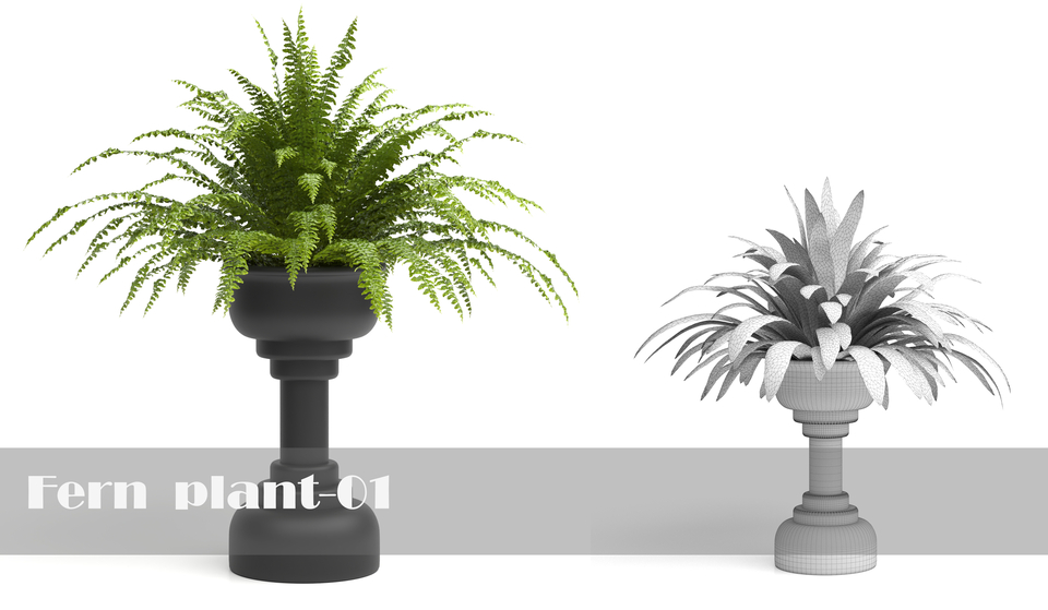 fern set -01