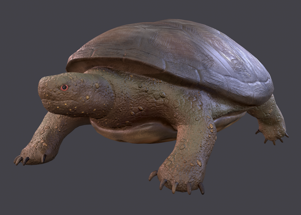 Turtle