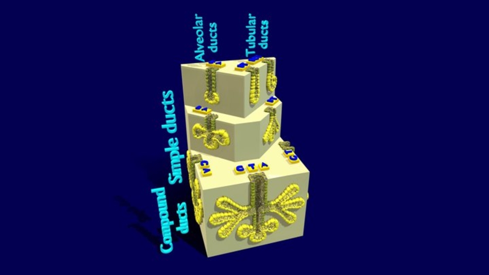 Ducts glands type simple compound alveolar tubular
