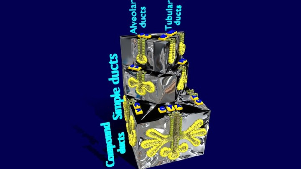 Ducts glands type simple compound alveolar tubular