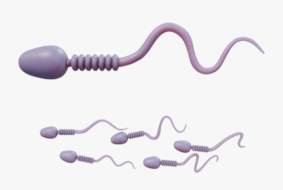 Sperm Cell Anatomy