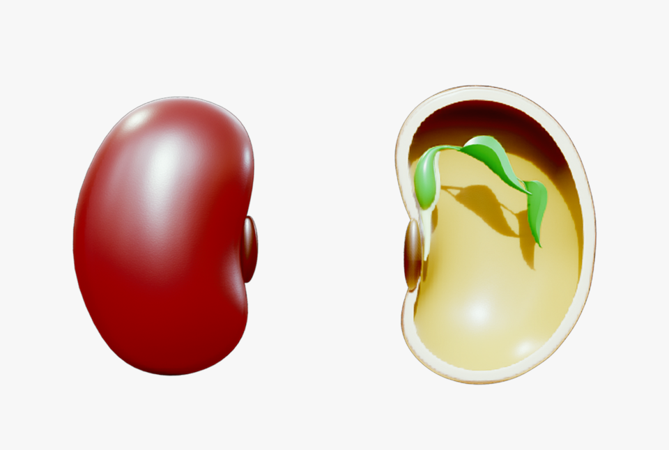 Anatomy of A Bean Seed