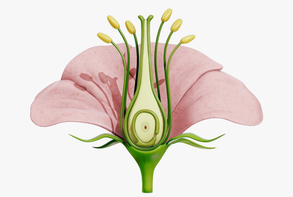 Anatomy of A Flower
