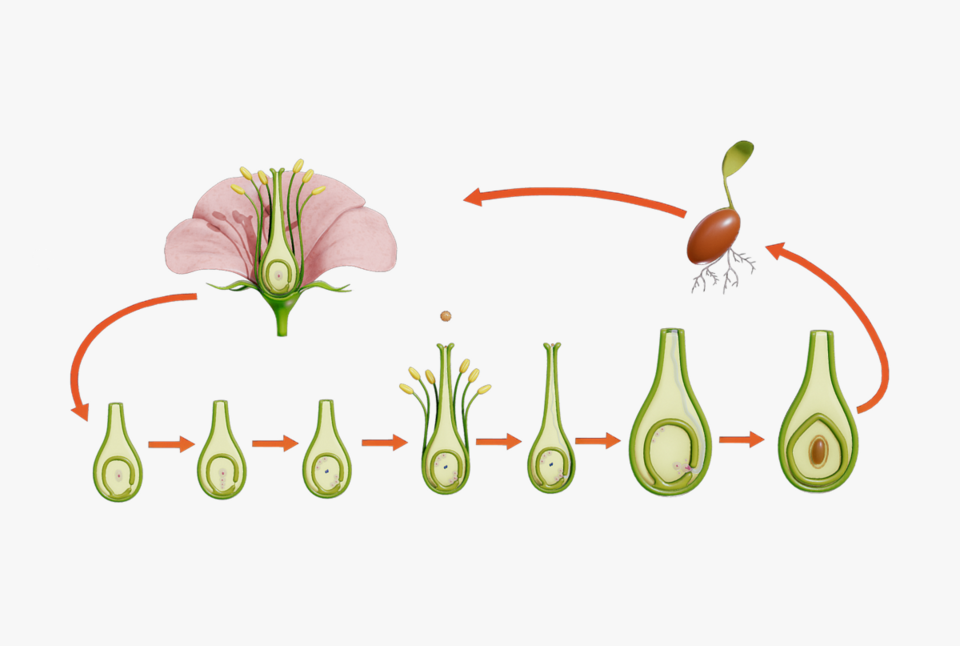 Parts of A Flower - Ovary Stages
