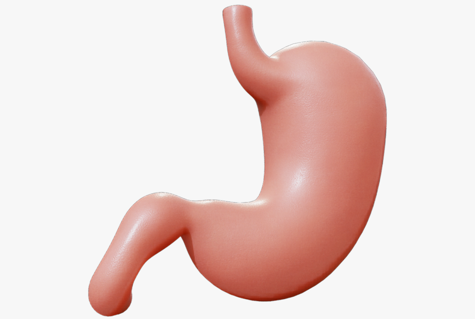 Human Stomach Anatomy
