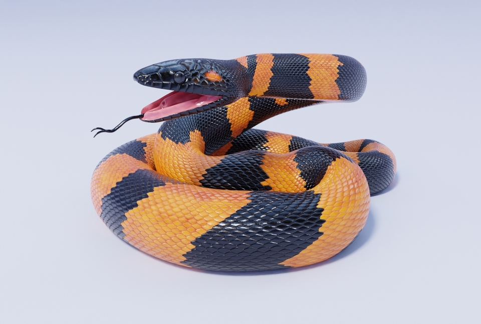 Bismarck Ringed Python - Animated