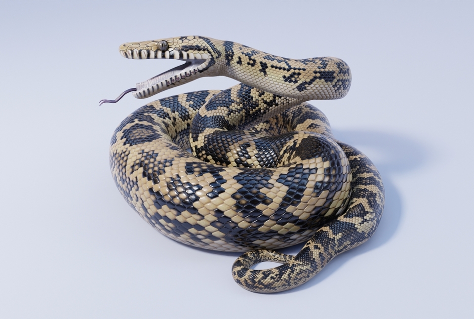 Scrub Python - Animated