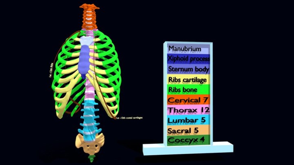 ribs and vertebrae color coded animated 3D model
