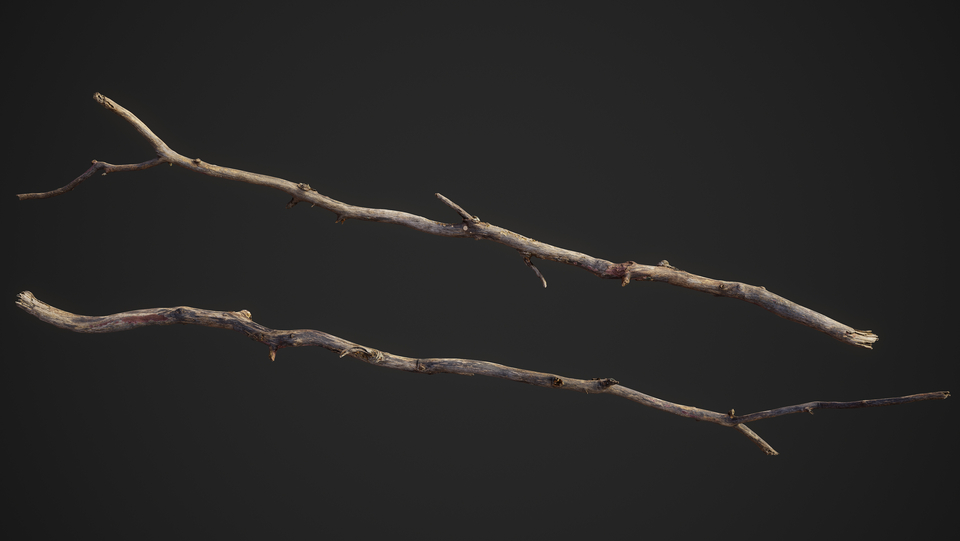 Large Broken Branch 02