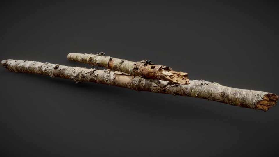 American Sycamore Broken Trunks 01