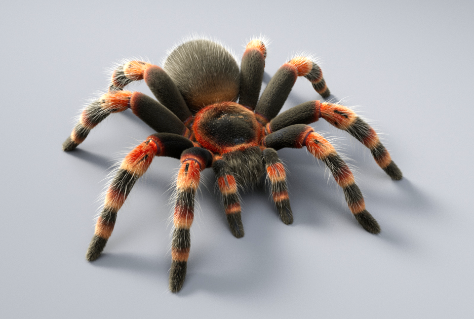 Tarantula