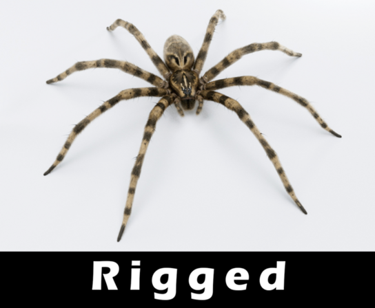 Stephen Cunnane's Collections