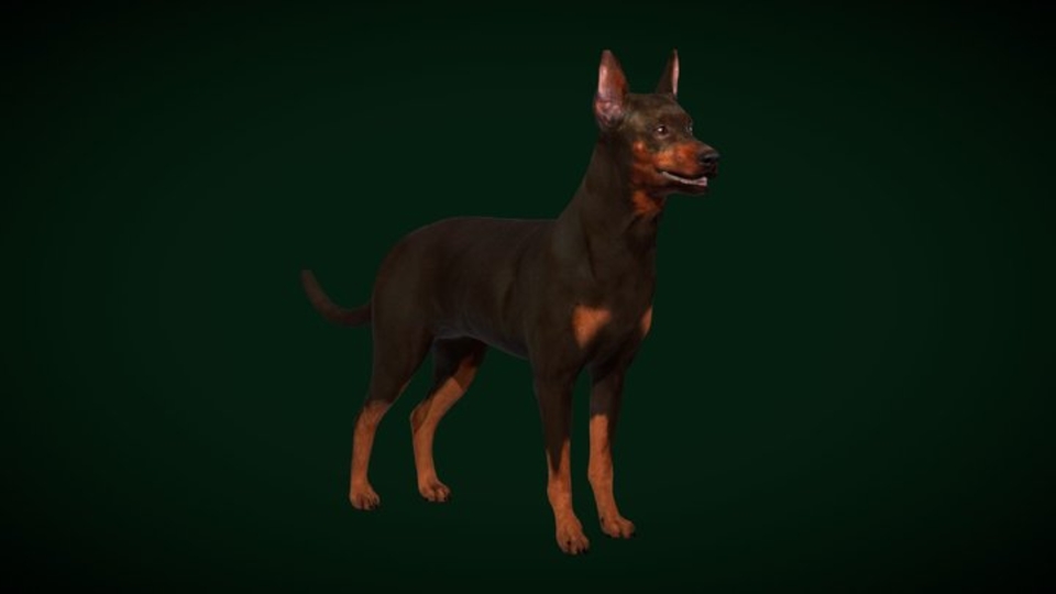 Zwergpinscher Pinscher Dog Breed