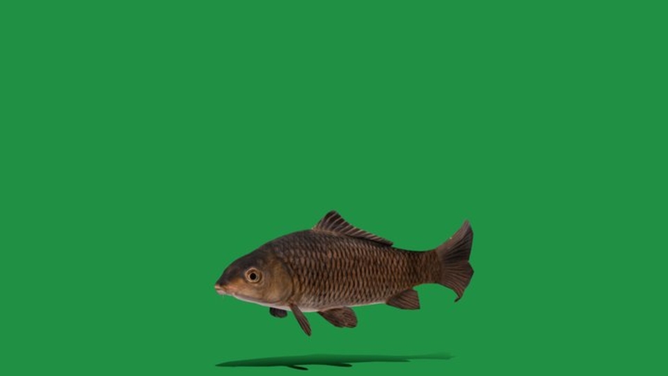 Common Eurasian Carp