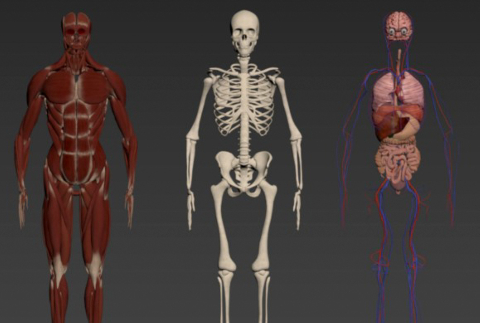 Human Body Muscles Skull and Organs_OBJ