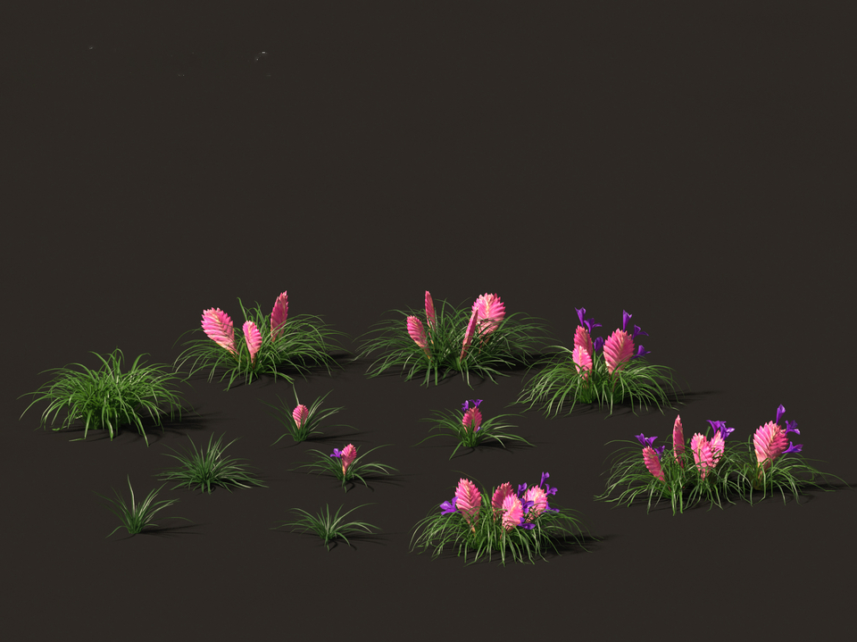 Tillandsia Cyanea - Pink quill 01