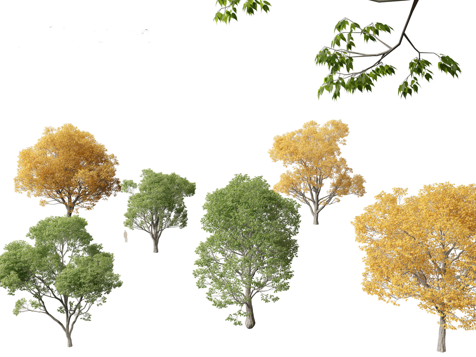 Celtis australis - European nettle tree