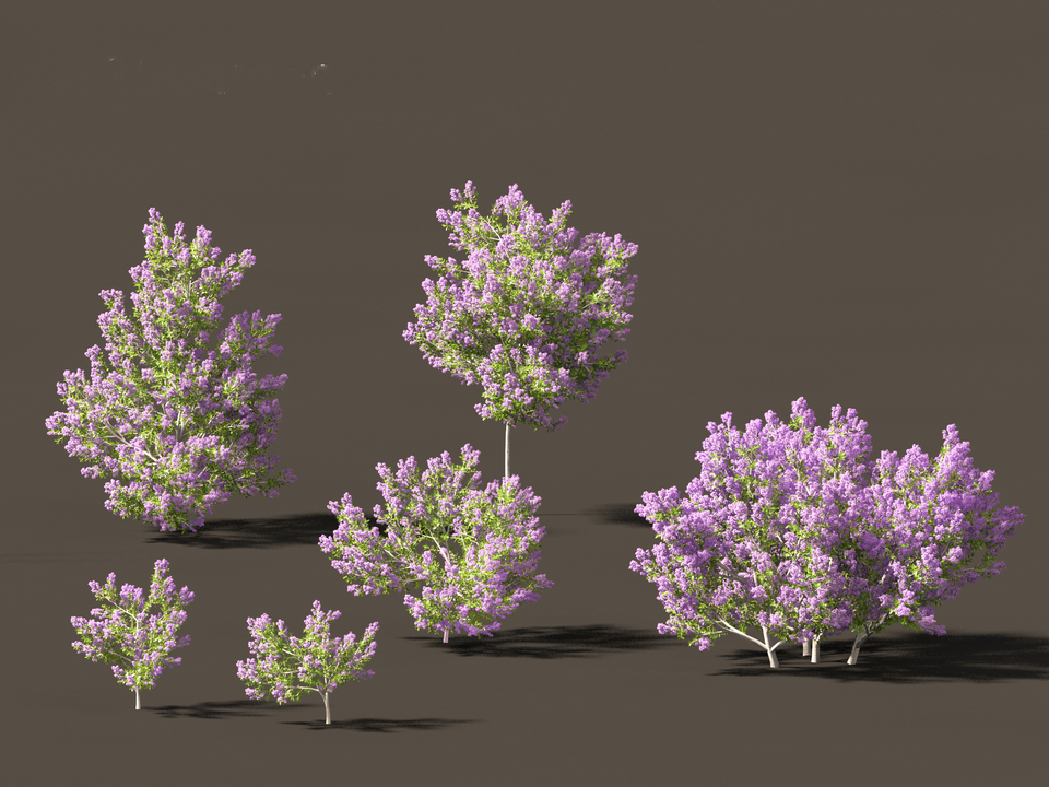 Californian lilac - soap bush
