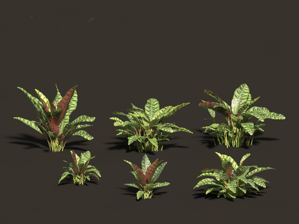 Calathea insignis - Rattlesnake Plant 01