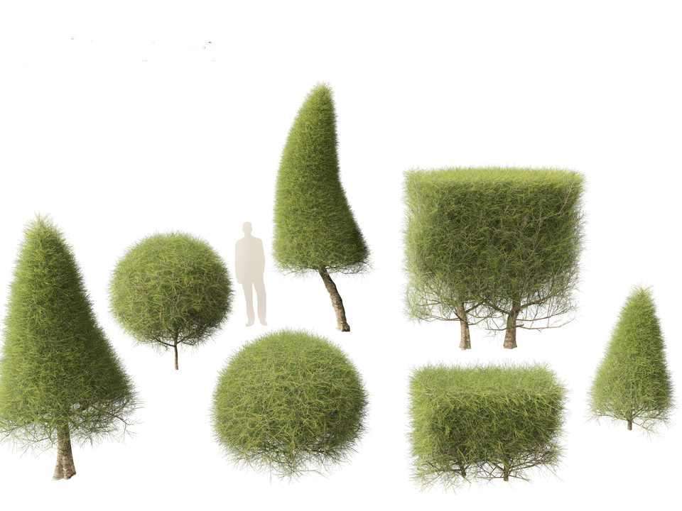 Casuarina equisetifolia - Australian pine tree