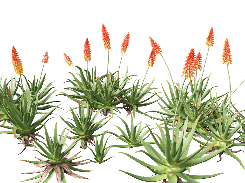 Aloe barbadensis - Aloe vera