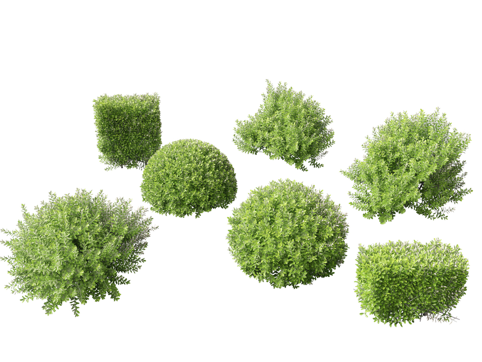 Pittosporum crassifolium - Karo Tree