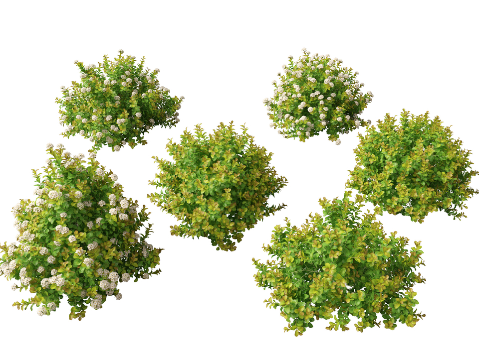 Spiraea betulifolia Tor Gold - Birchleaf spirea