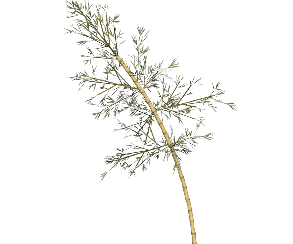 Realistic Low Poly Bamboo 06