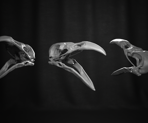 Raven Base Mesh High poly and low poly