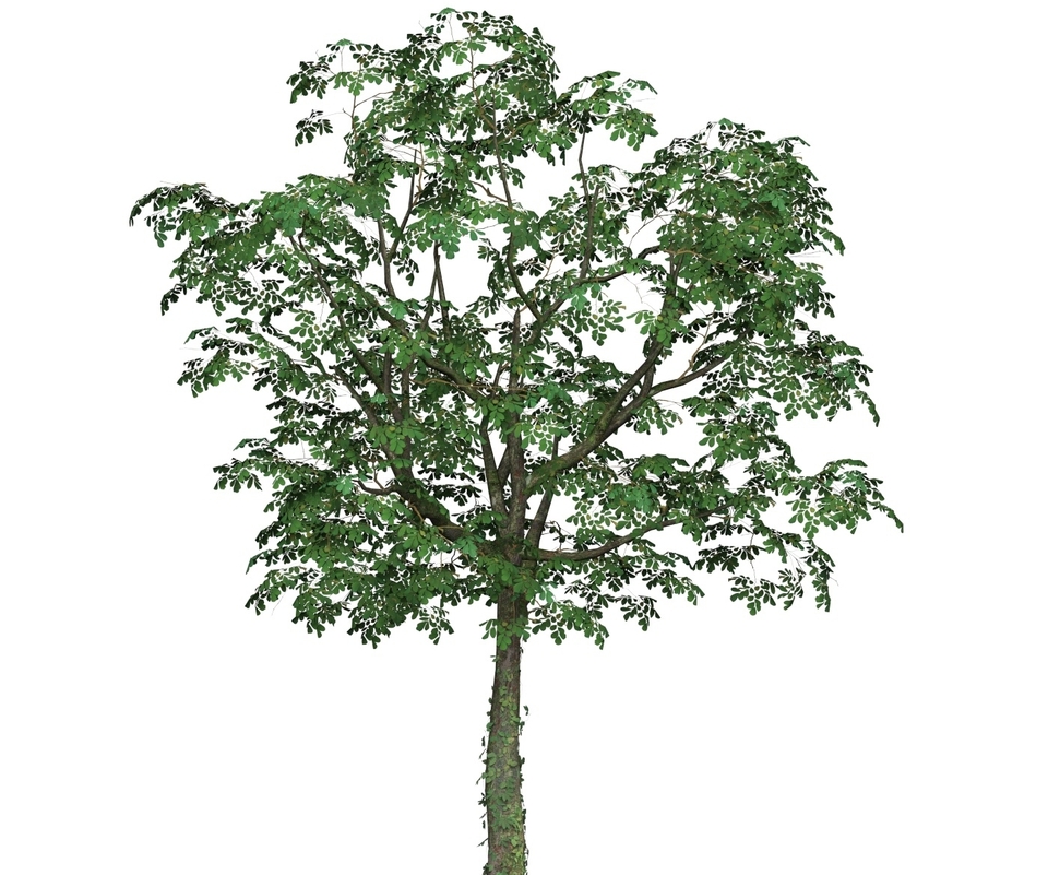 Game Ready Tree 21