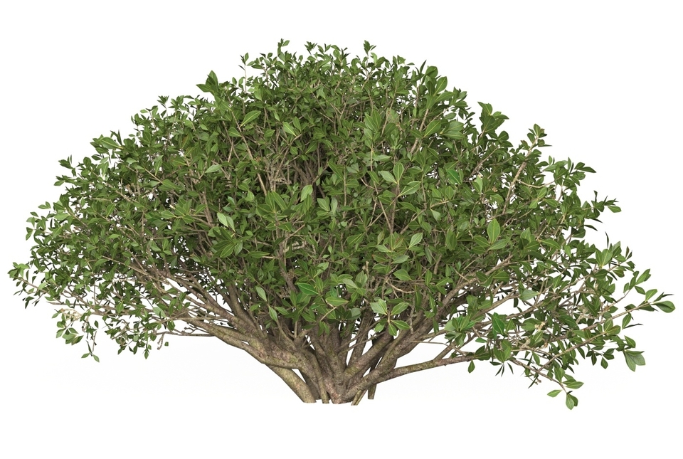 Game Ready Plant Bush 05