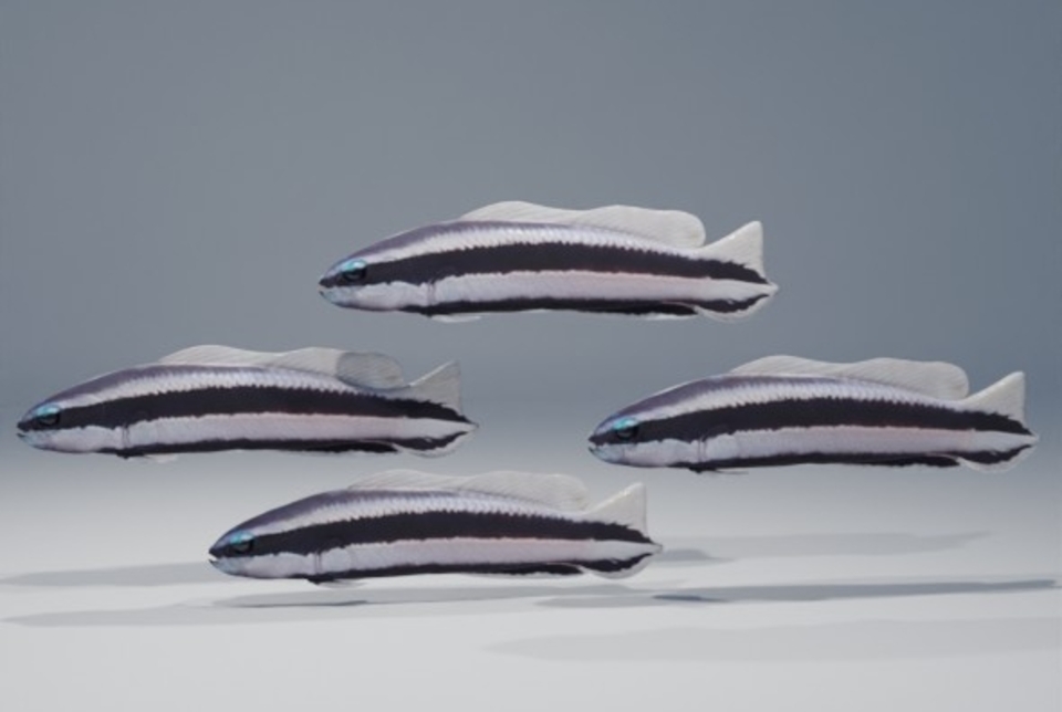 Striped Dottyback Fish